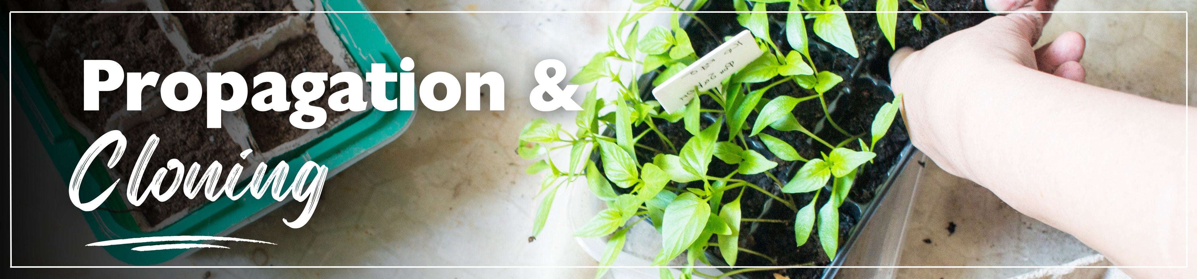 Propagation & Cloning – Lakes Area Grow Co.